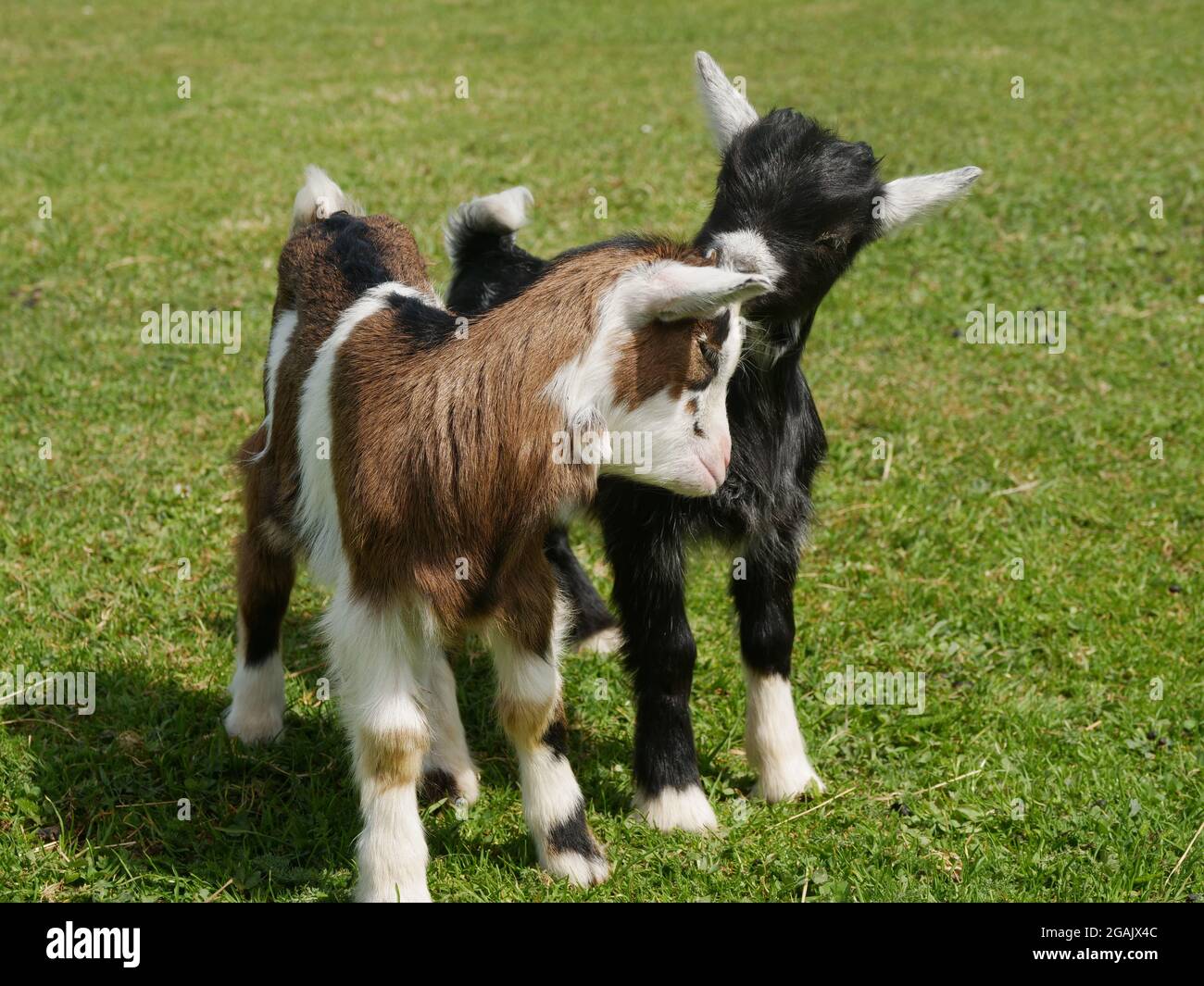 two goats in meadow Stock Photo - Alamy