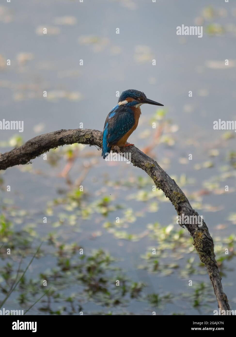 Splendid Exemplary with Beautiful Colors of Common Kingfisher, Alcedo ...