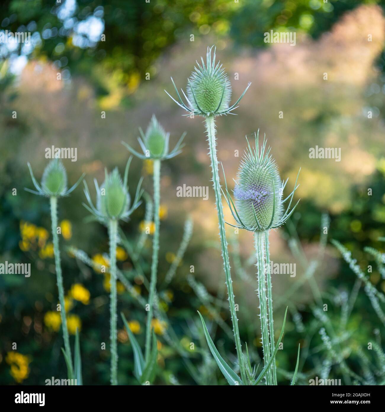 Prickly stem hi-res stock photography and images - Alamy