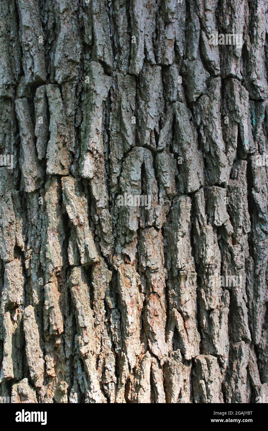 A full frame of a huge healthy oak tree trunk with rough bark on a ...