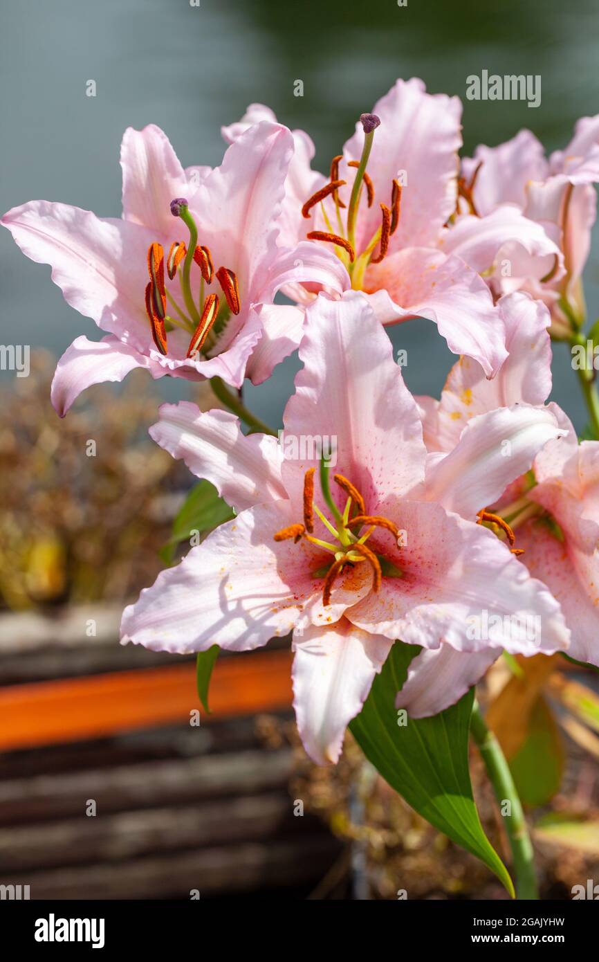 Pink lilium hi-res stock photography and images - Alamy