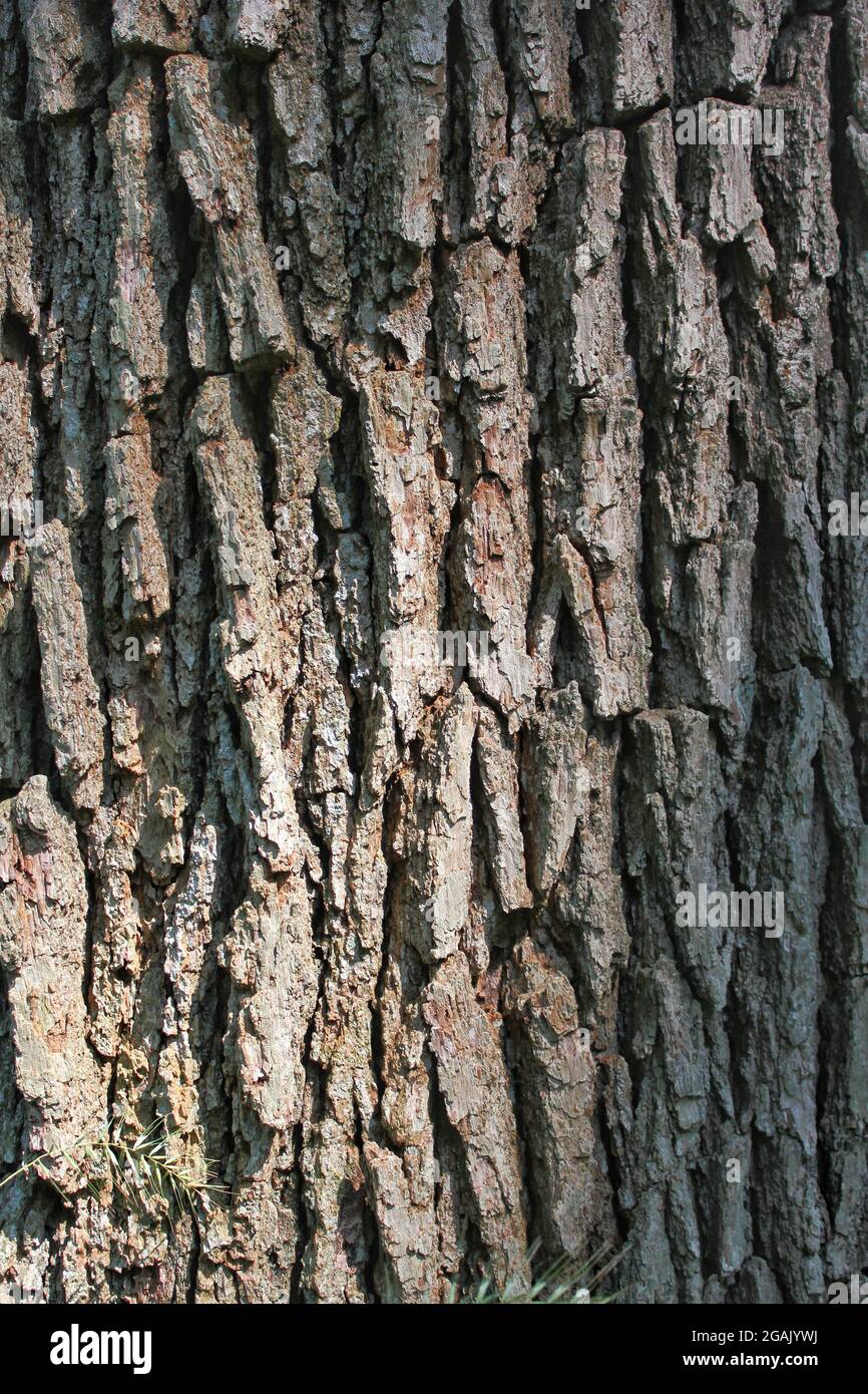 A full frame of a huge healthy oak tree trunk with rough bark on a ...