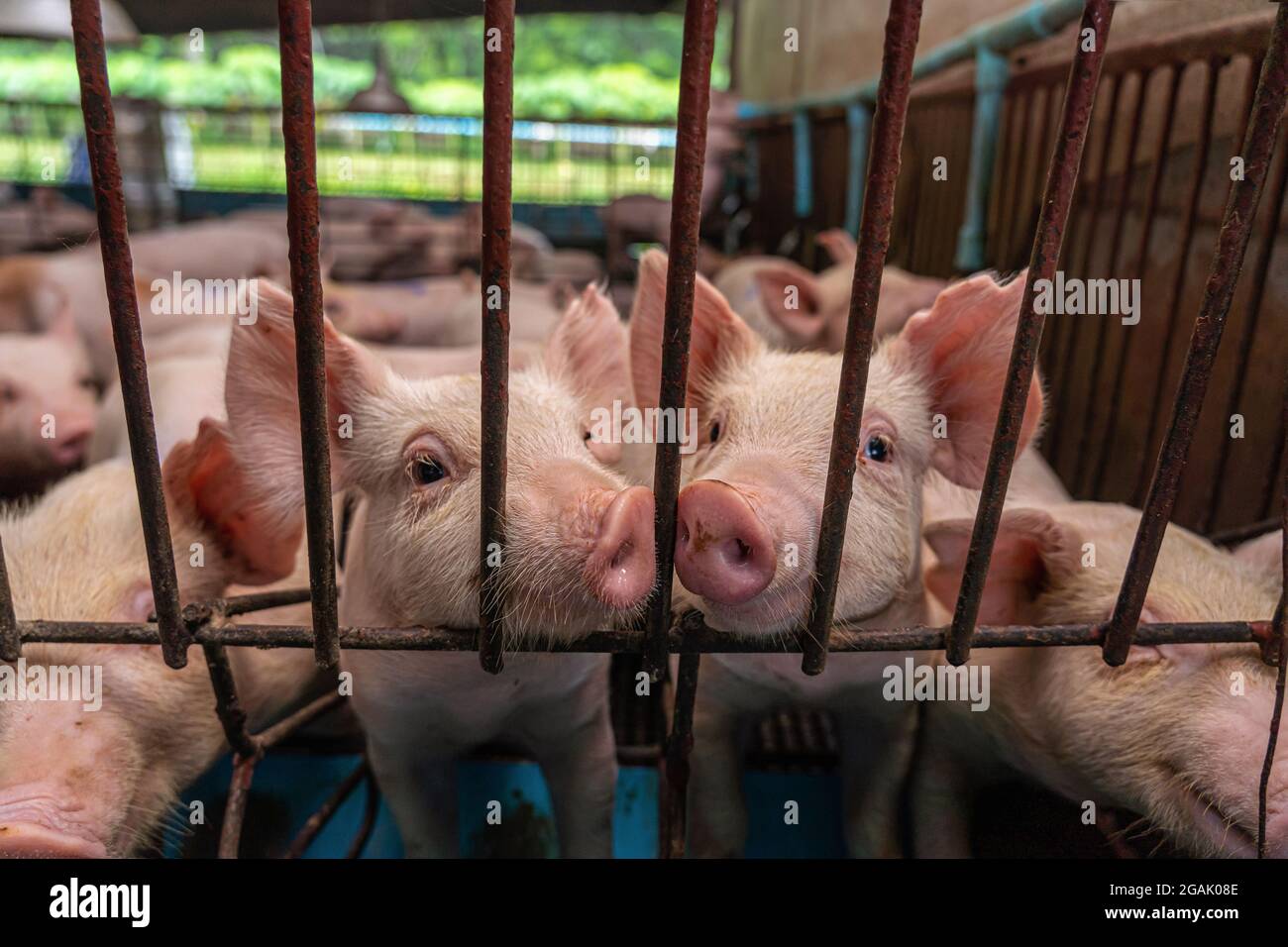Young pigs in hog farms, Pig industry Stock Photo - Alamy