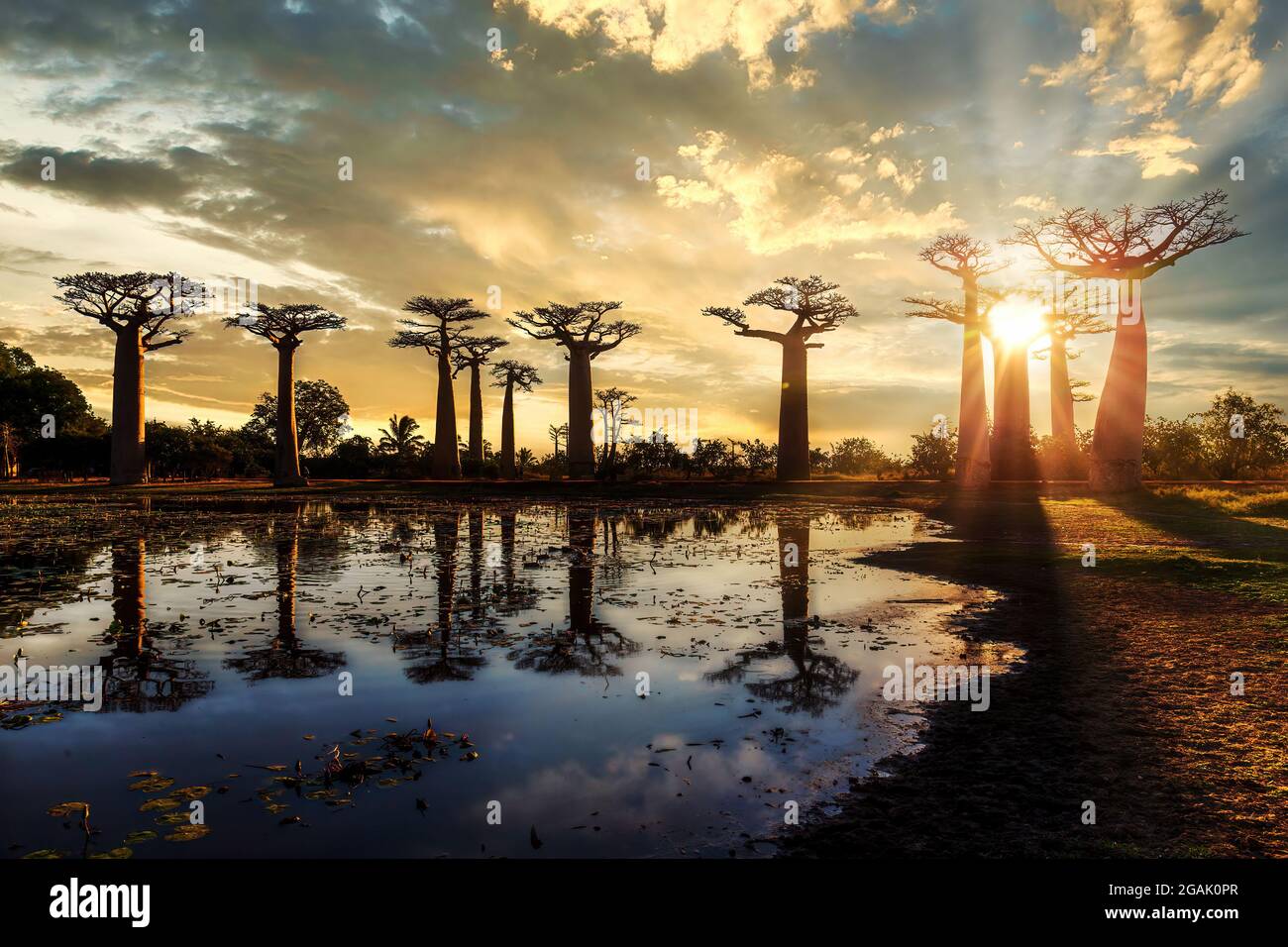 Beautiful Baobab trees at sunset at the avenue of the baobabs in ...