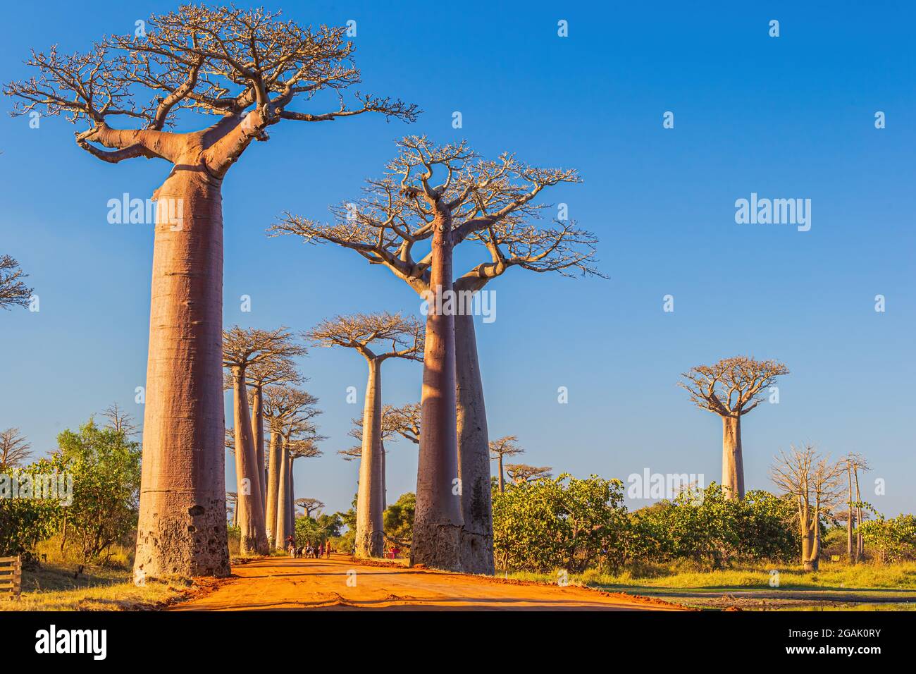 Baobab tree madagascar hi-res stock photography and images - Alamy