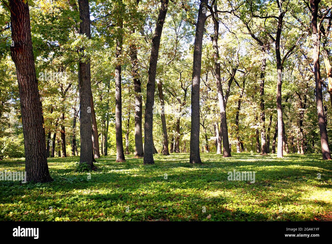 Many trees in deep forest Stock Photo - Alamy