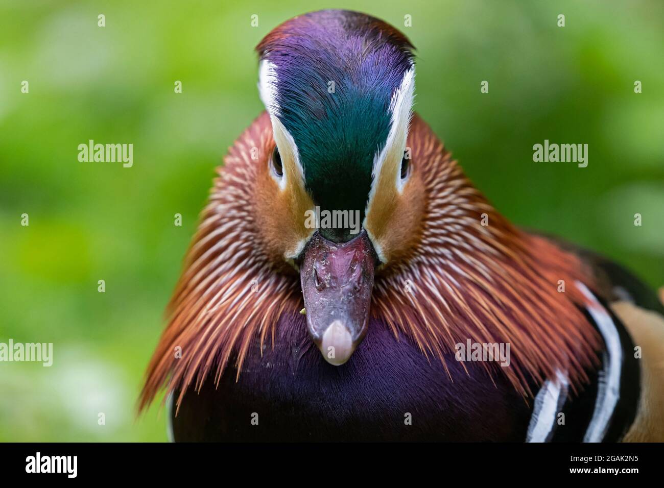 Asian duck species hi-res stock photography and images - Alamy