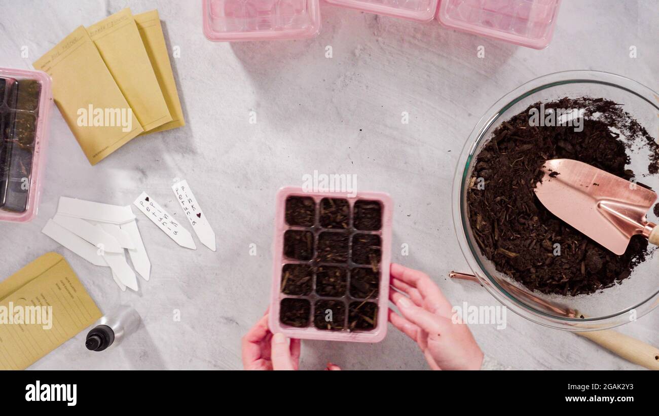 Flat lay. Planting seeds in seed propagator with soil Stock Photo - Alamy