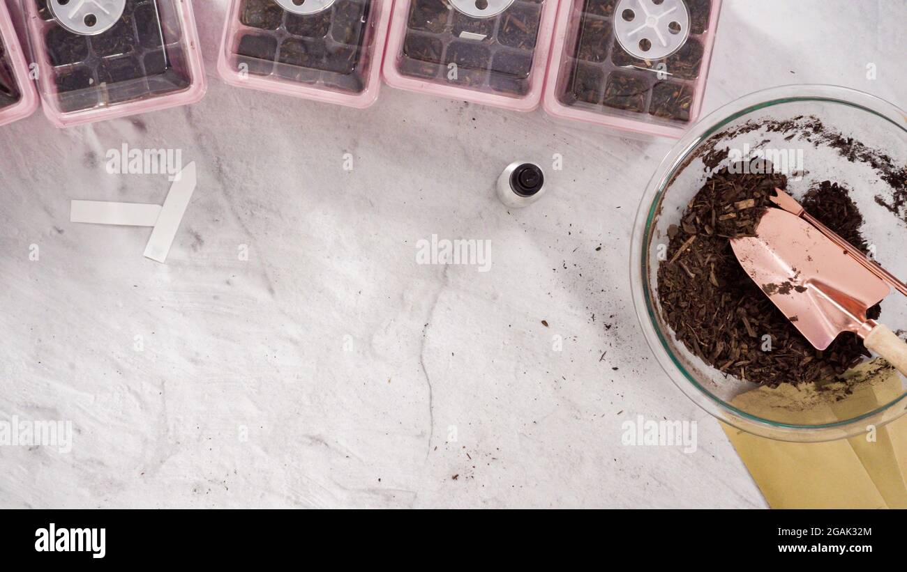 Flat lay. Planting seeds in seed propagator with soil Stock Photo - Alamy