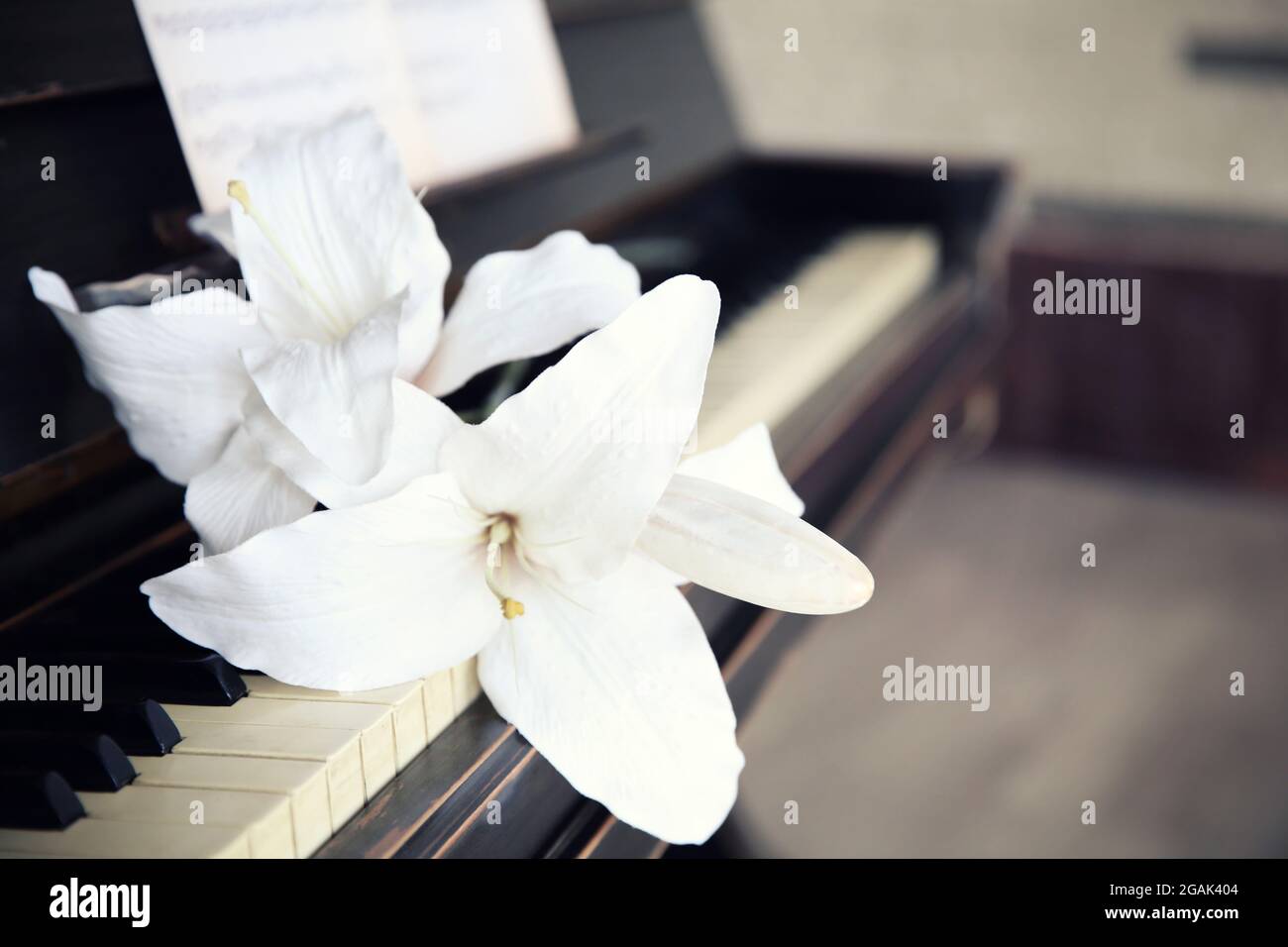 Beautiful flower on piano keyboard in classroom, close-up Stock Photo ...