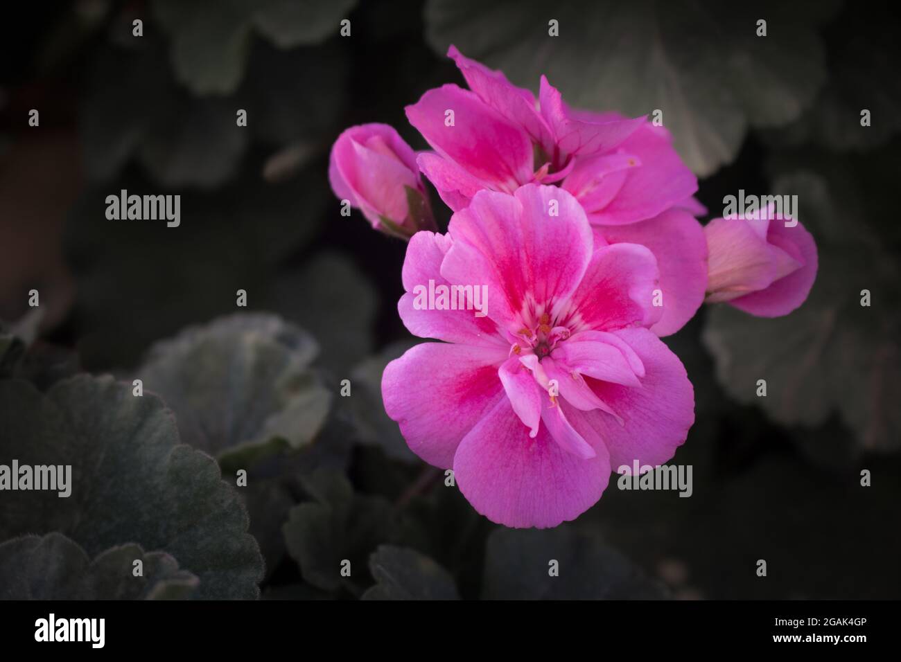 Common geranium hi-res stock photography and images - Alamy