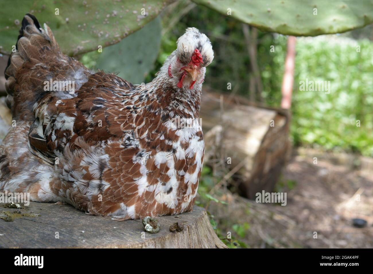 Barnyard hen hi-res stock photography and images - Alamy