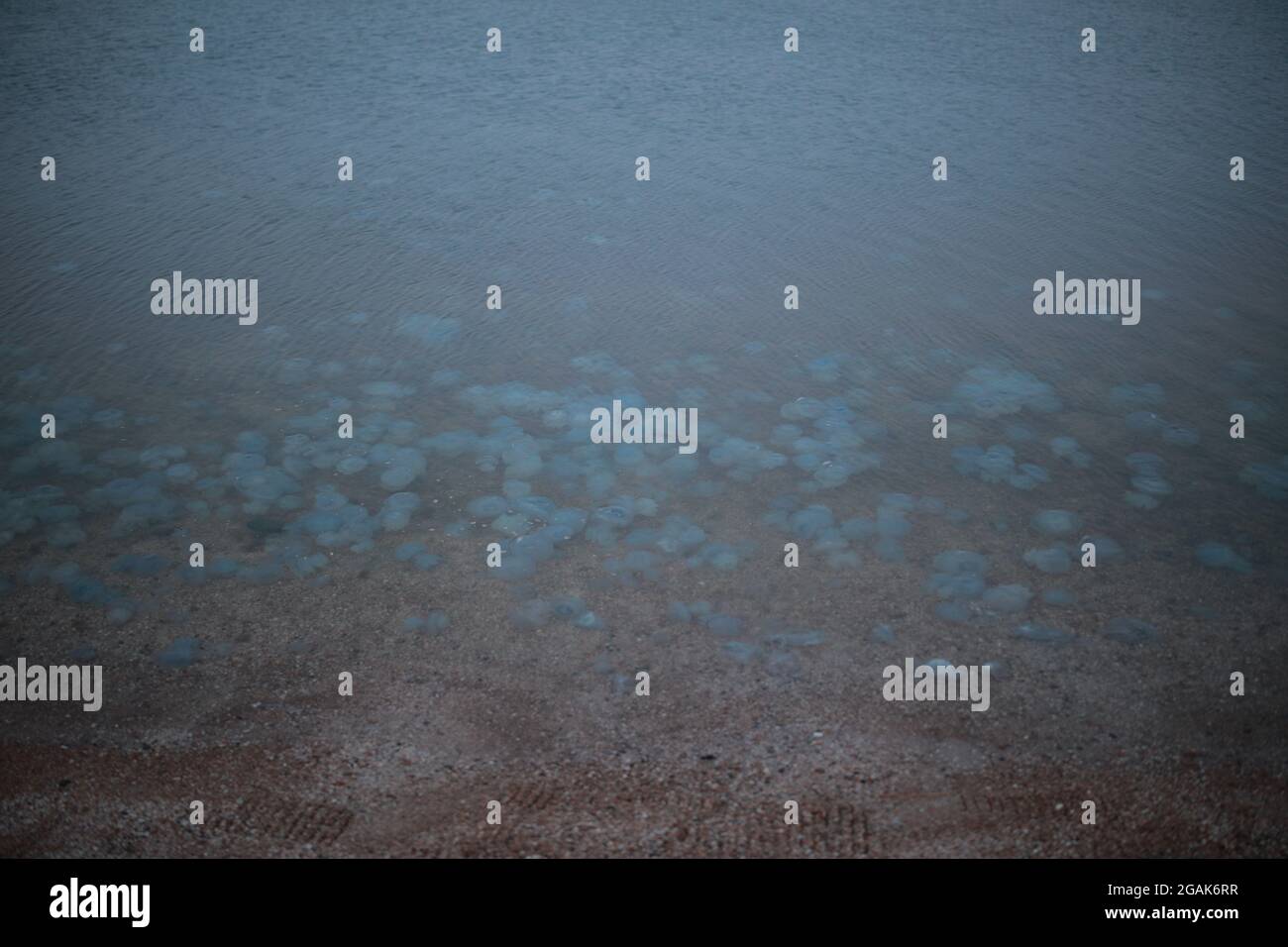 Transparent marine organism hi-res stock photography and images - Alamy