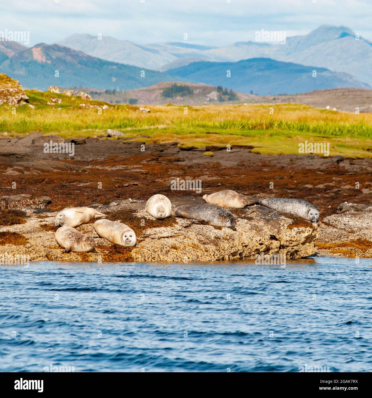 Harbor Seals Hauled Out On Rocks High Resolution Stock Photography and ...
