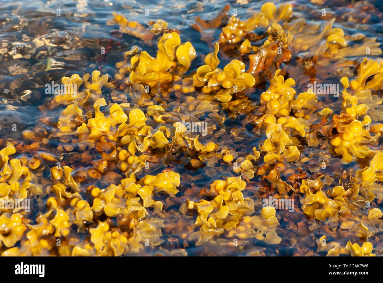 Yellow green bladder wrack seaweed Fucus vesiculosus in the coastal ...