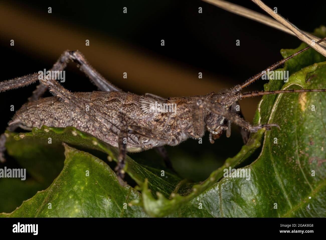 True Katydid Nymph of the Subfamily Pseudophyllinae Stock Photo - Alamy