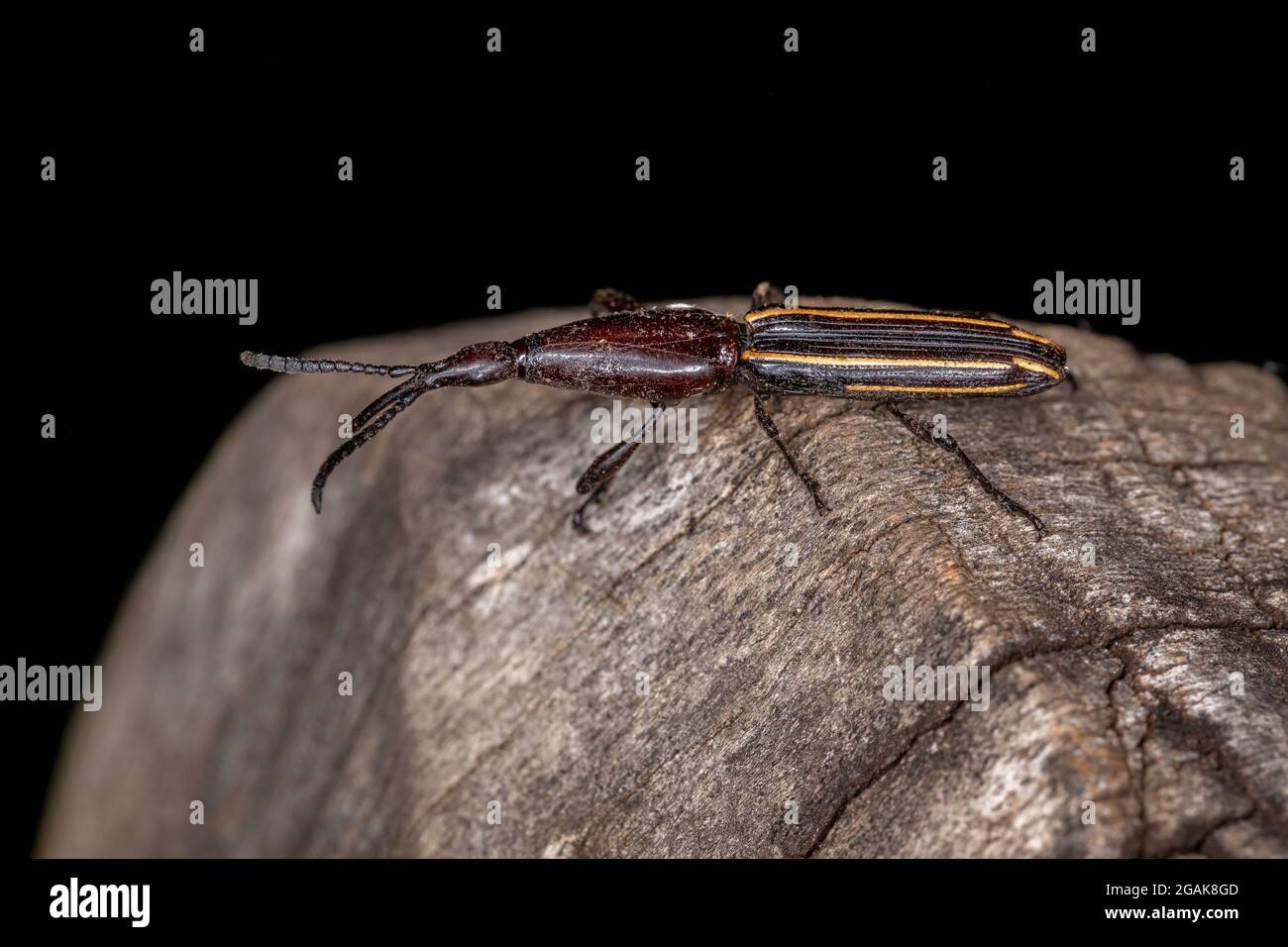 Adult Straight-snouted Weevil of the Genus Brentus Stock Photo - Alamy