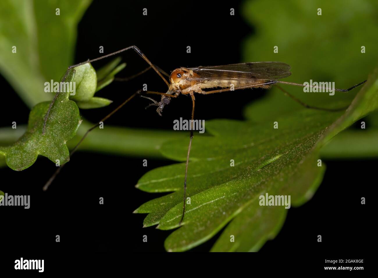 Limoniid Crane Fly of the Family Limoniidae Stock Photo - Alamy
