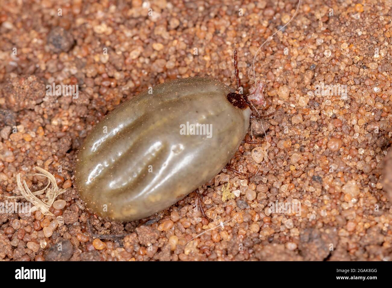 Ixodidae hi-res stock photography and images - Alamy