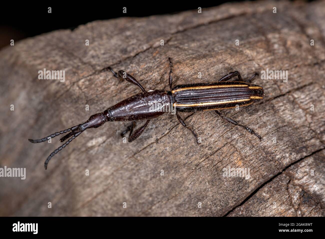 Adult Straight-snouted Weevil of the Genus Brentus Stock Photo - Alamy