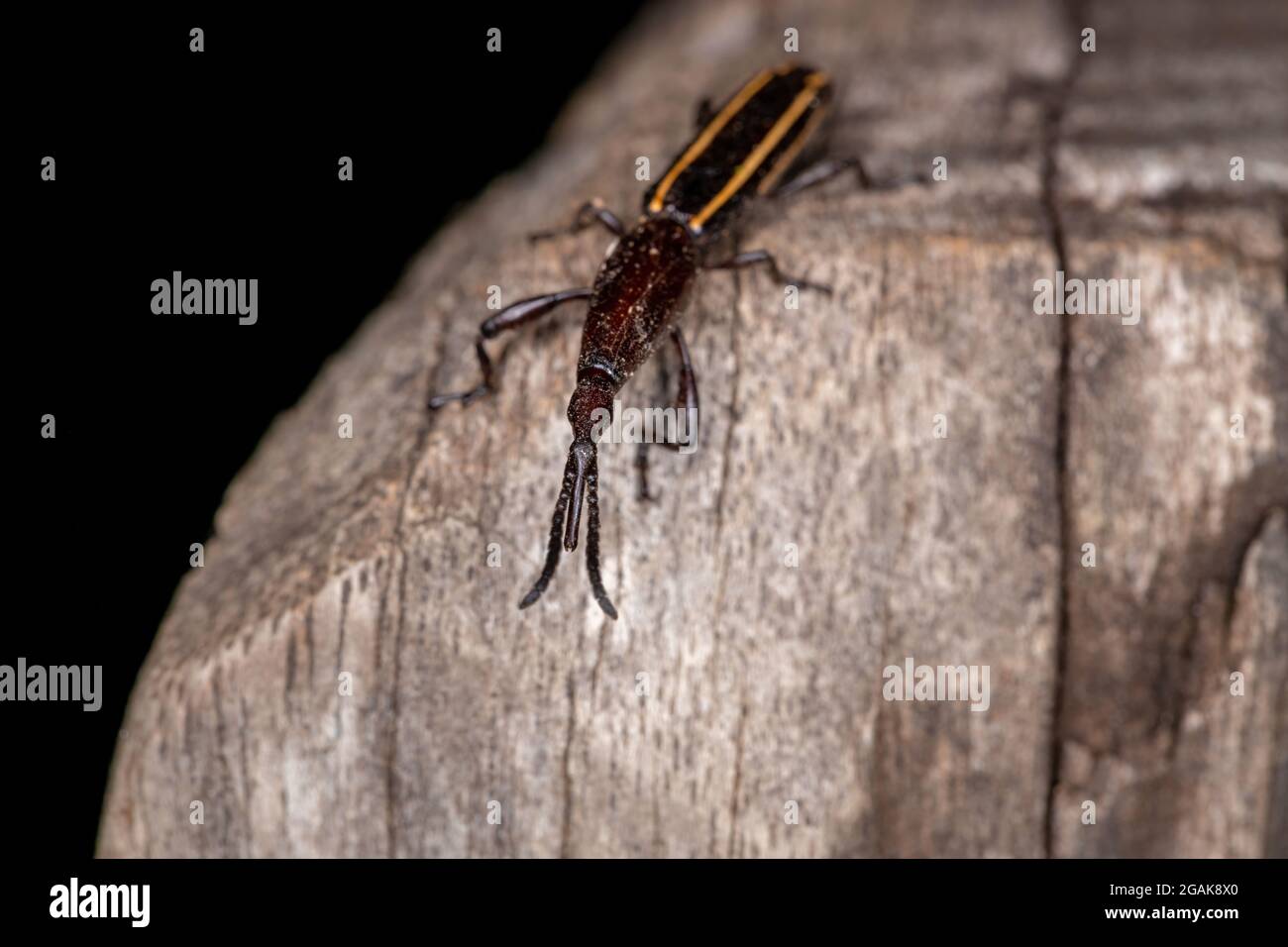 Adult Straight-snouted Weevil of the Genus Brentus Stock Photo - Alamy