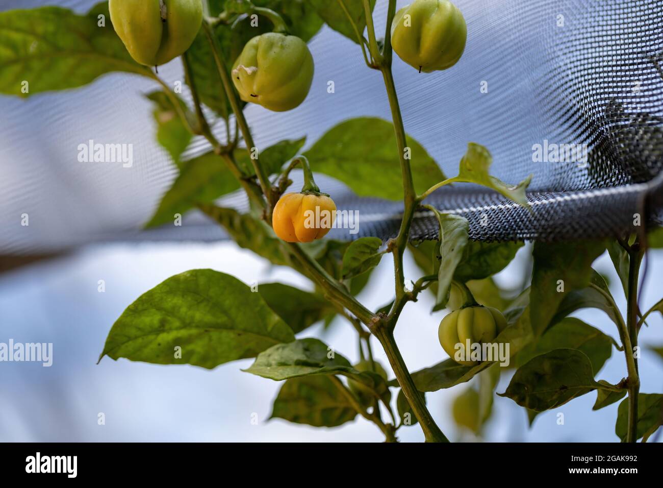 Pepper plants with fruits with selective focus Stock Photo - Alamy
