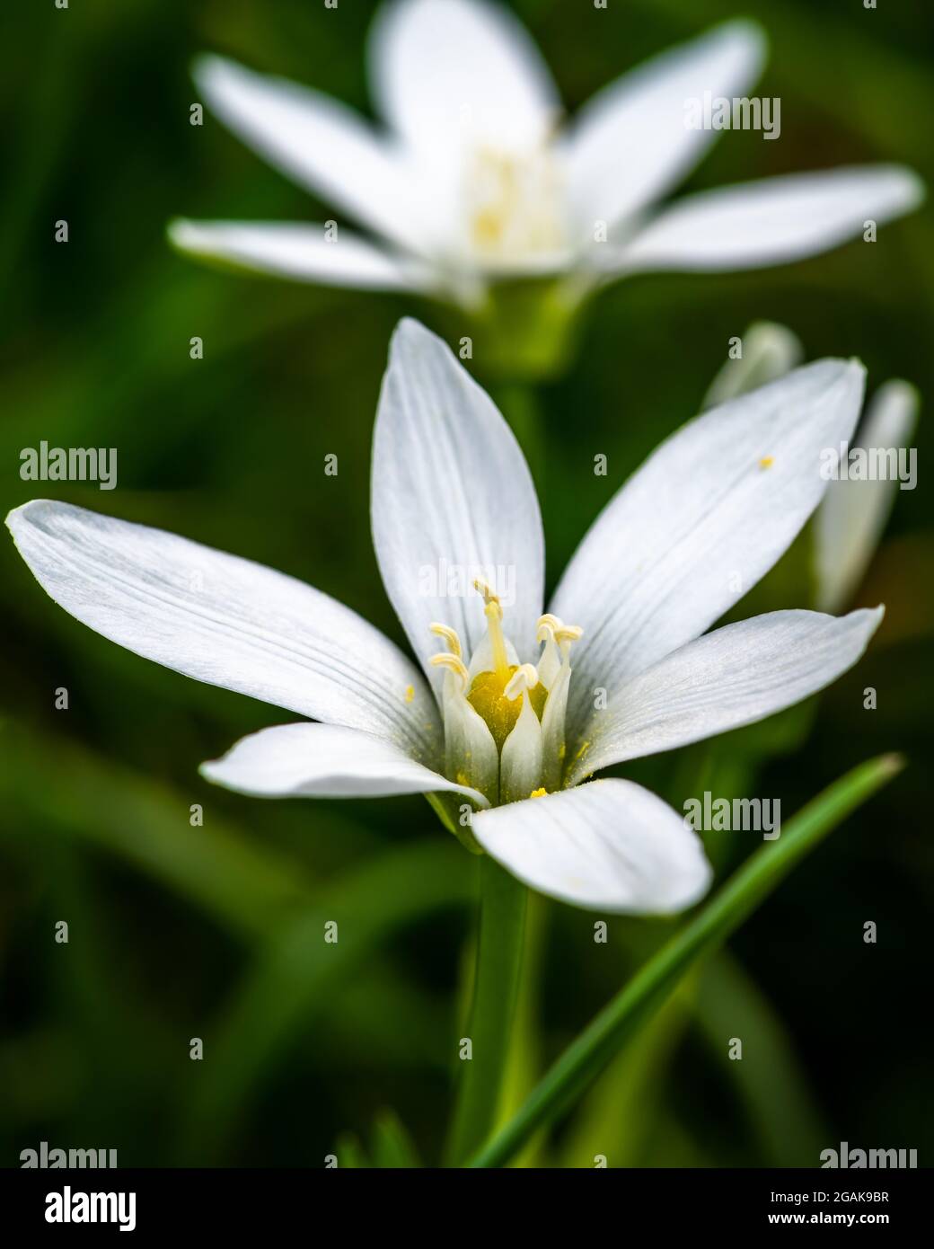 Spring season White crocus flower, close-up photo of white crocus ...