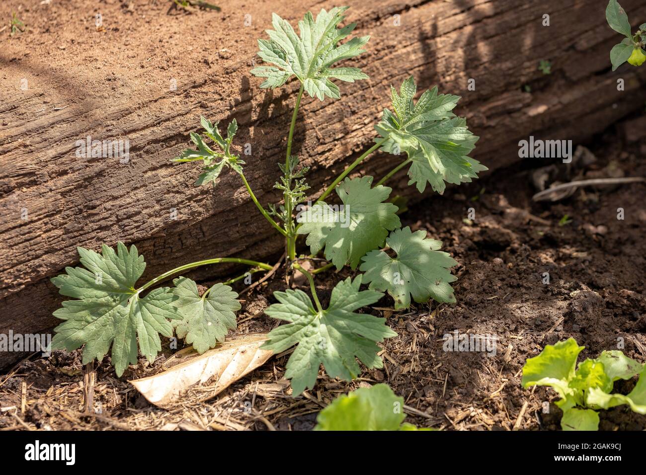 Subphylum angiospermae hi-res stock photography and images - Alamy