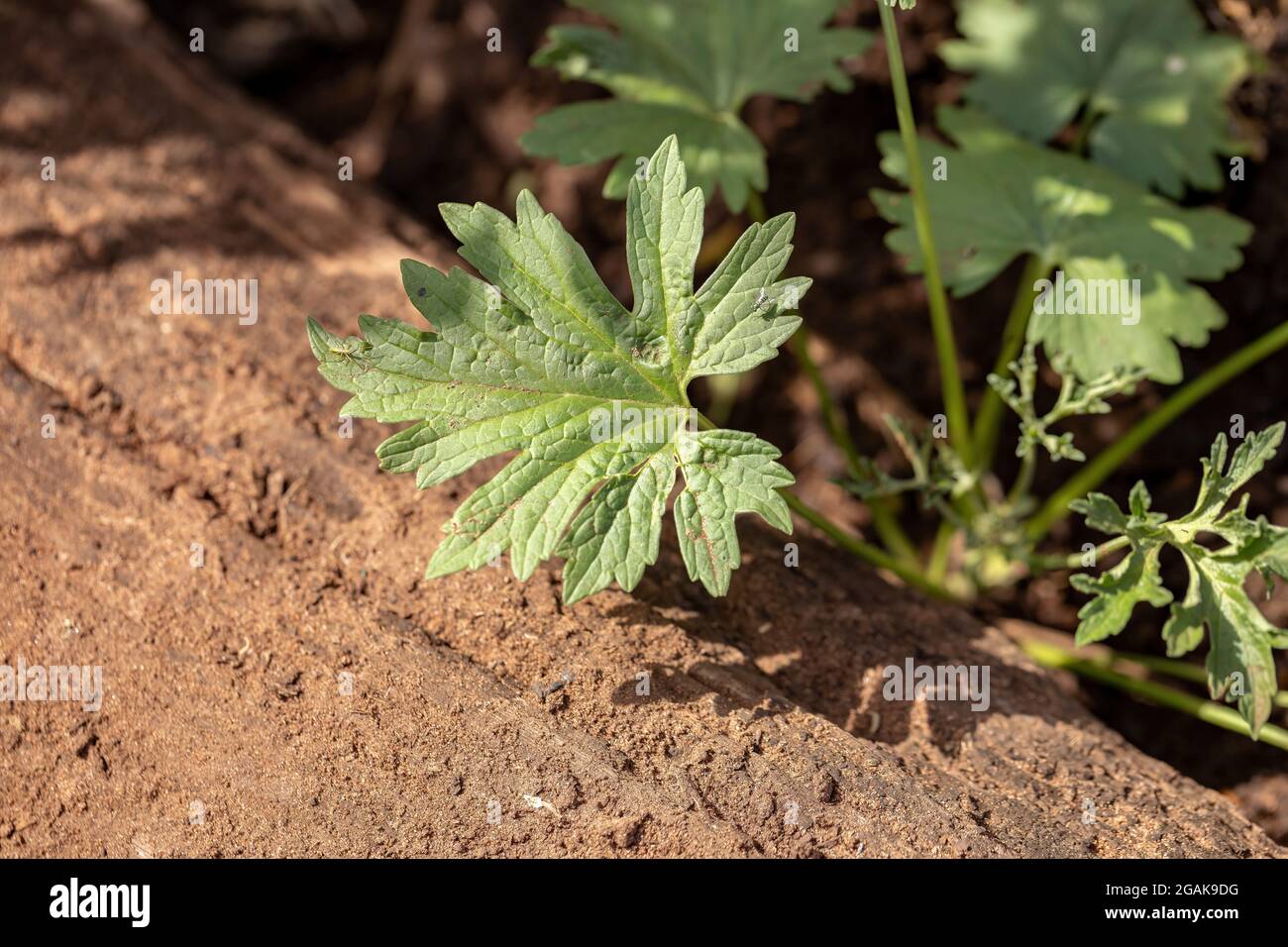 Small Flowering Plant of the Subphylum Angiospermae Stock Photo - Alamy