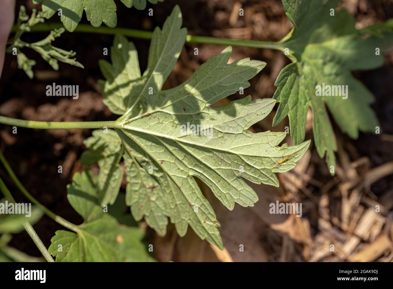 Small Flowering Plant of the Subphylum Angiospermae Stock Photo - Alamy