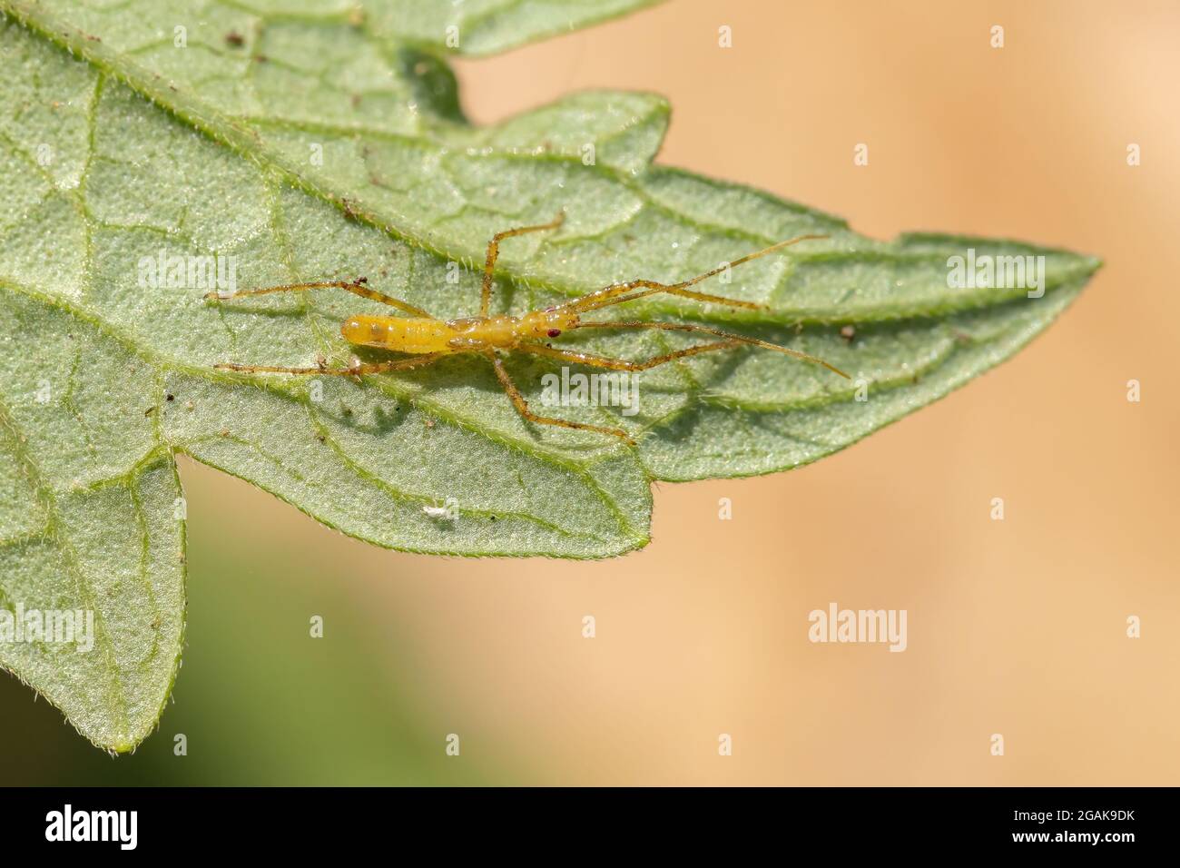 Reduviidae nymph hi-res stock photography and images - Alamy