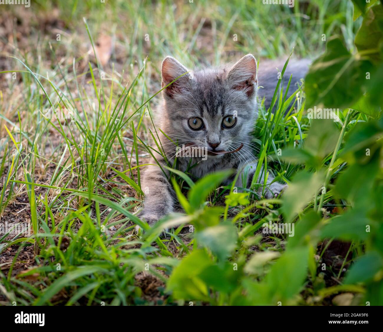 Grey color female kitten hunting bugs, close-up photo of a cute baby ...