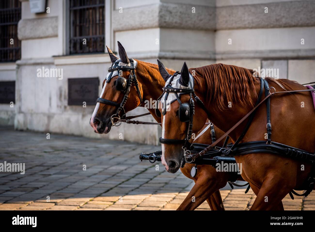 Two brown harnessed horses in Vienna, close-up photo of city horses in ...