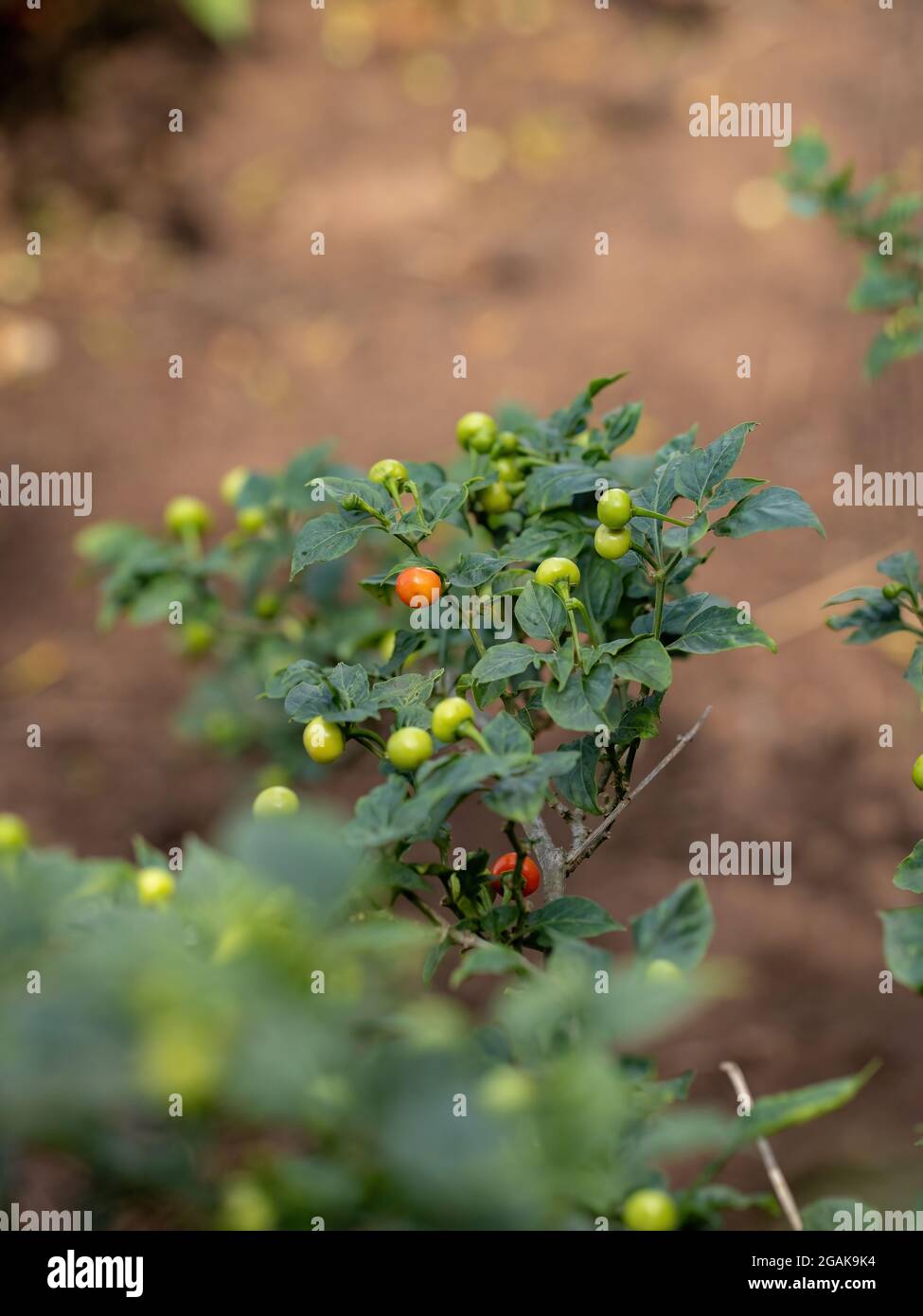Pepper plants with fruits with selective focus Stock Photo - Alamy