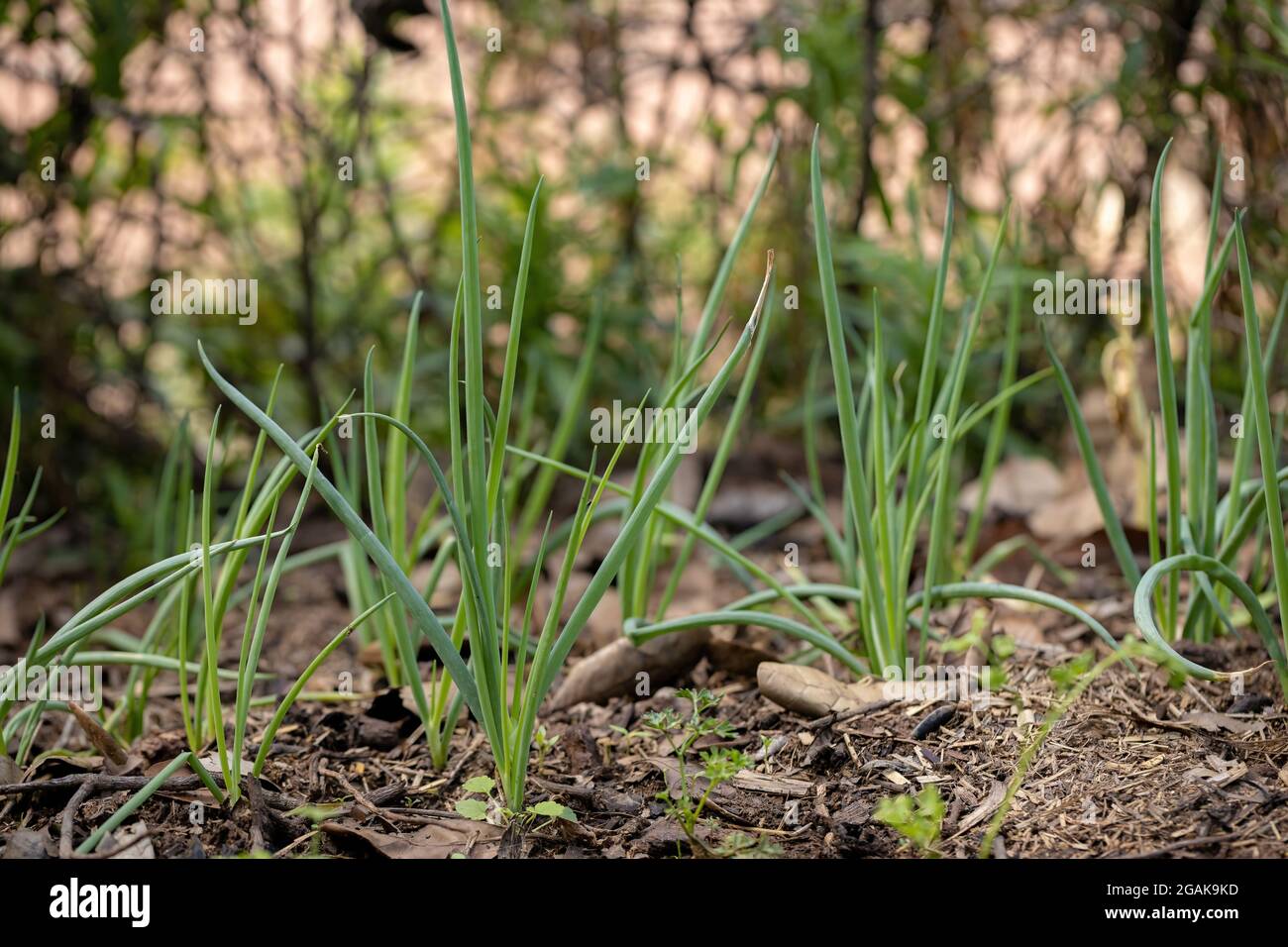 Small Chives leaves of the species Allium schoenoprasum Stock Photo - Alamy