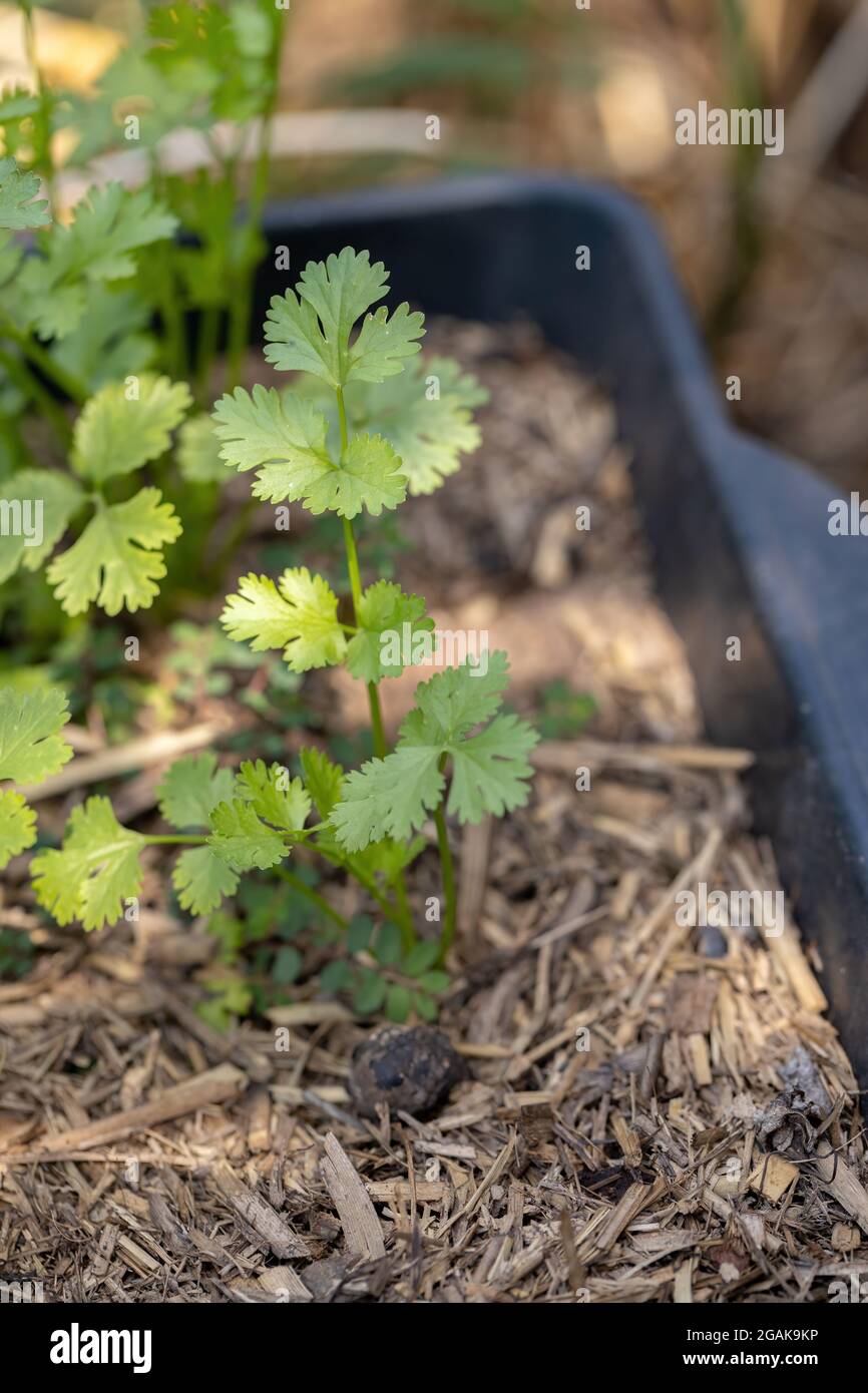 Small Coriander Plant of the species Coriandrum sativum with selective ...