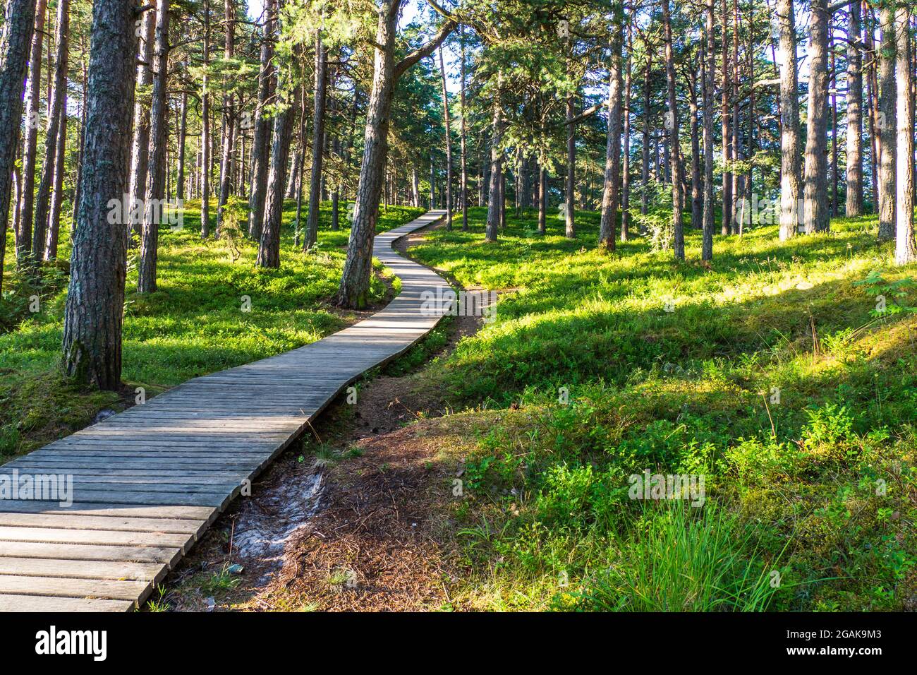 Wooden Walkway Through the Forest to the Beach Stock Photo - Alamy