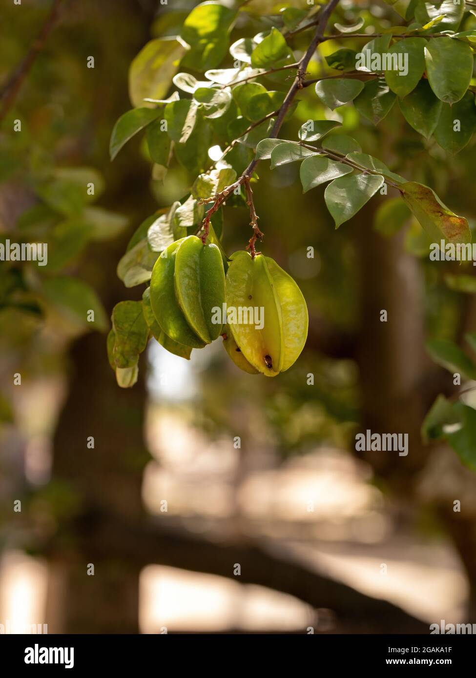 Green Star fruit of the species Averrhoa carambola Stock Photo - Alamy