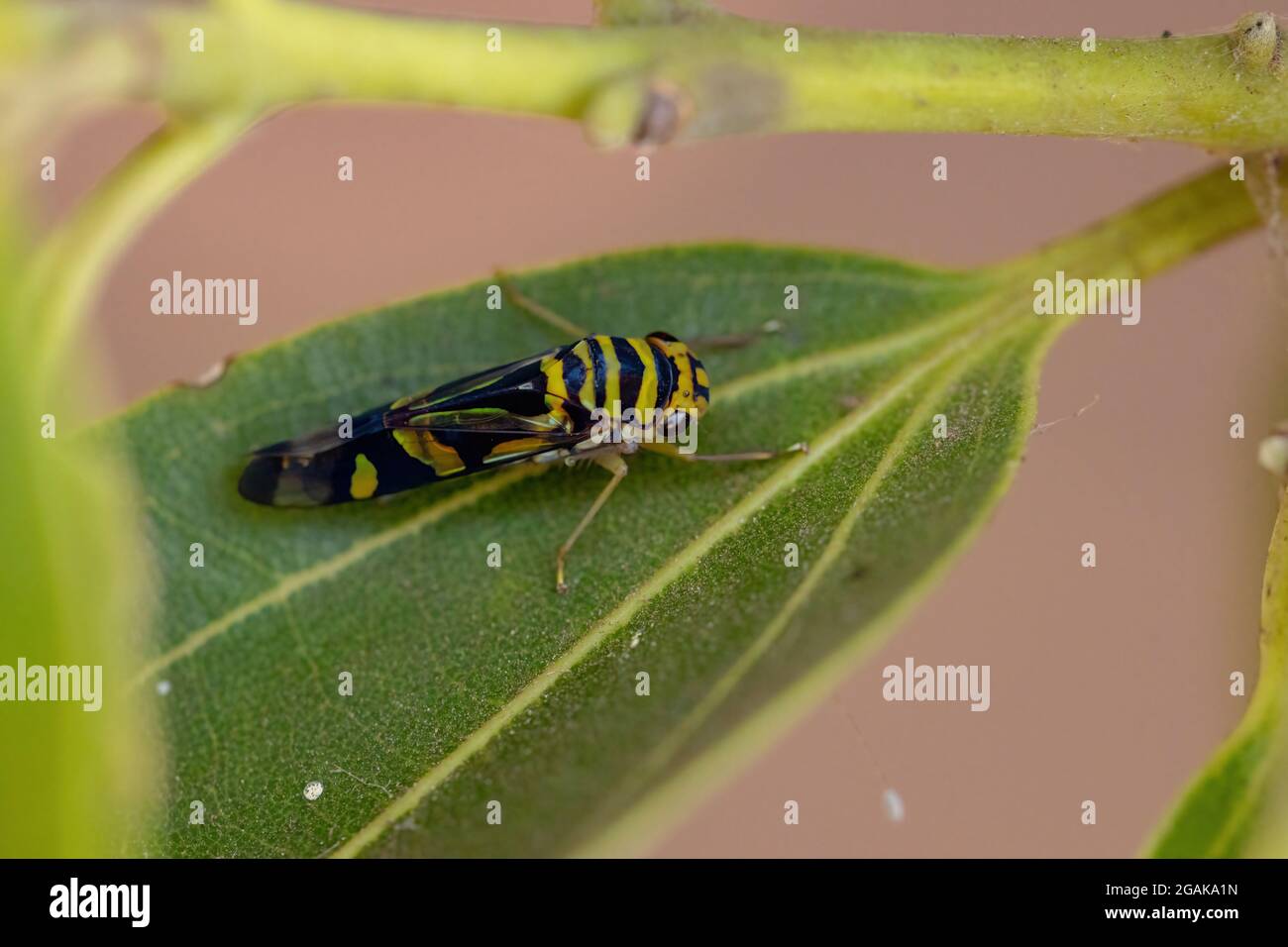 Adult Typical Leafhopper of the genus Dilobopterus Stock Photo - Alamy