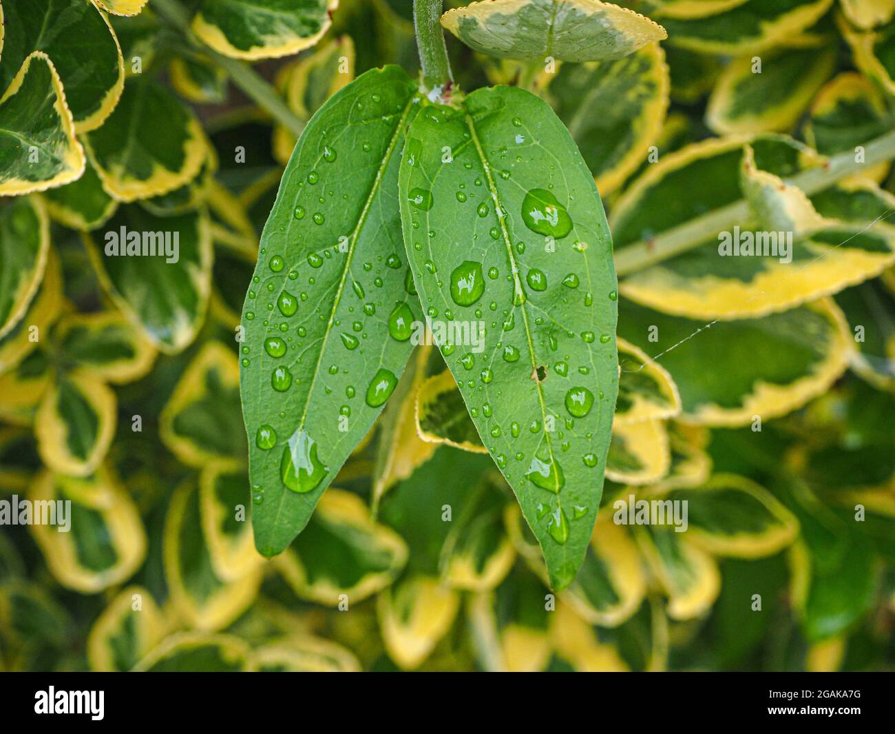 Wet leaves hi-res stock photography and images - Alamy