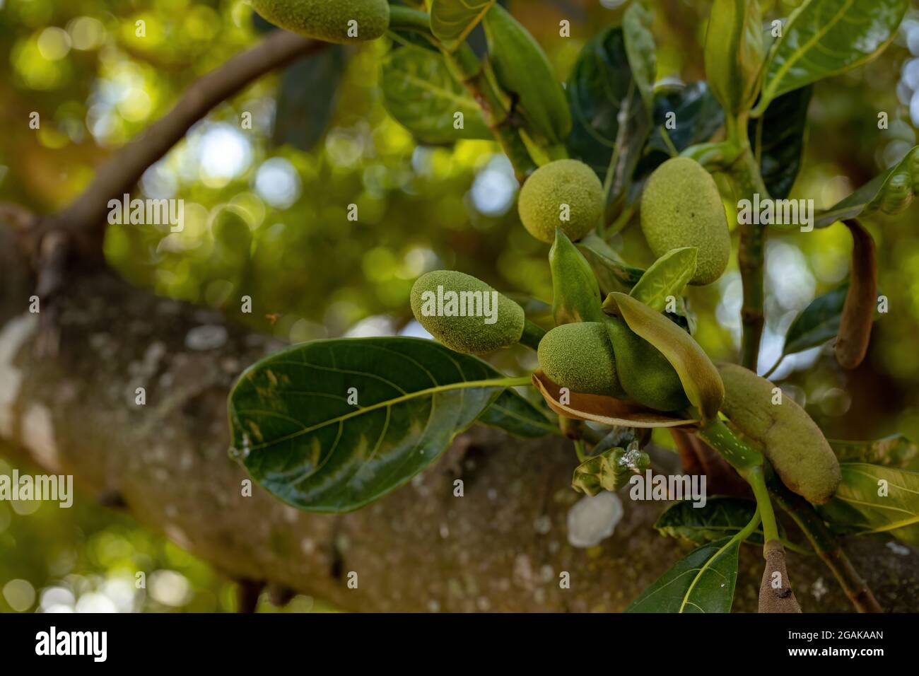cultivated Jackfruit Tree of the Species Artocarpus heterophyllus Stock ...