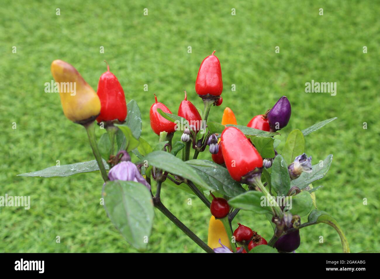 Plant Capsicum Ornamental High Resolution Stock Photography and Images ...