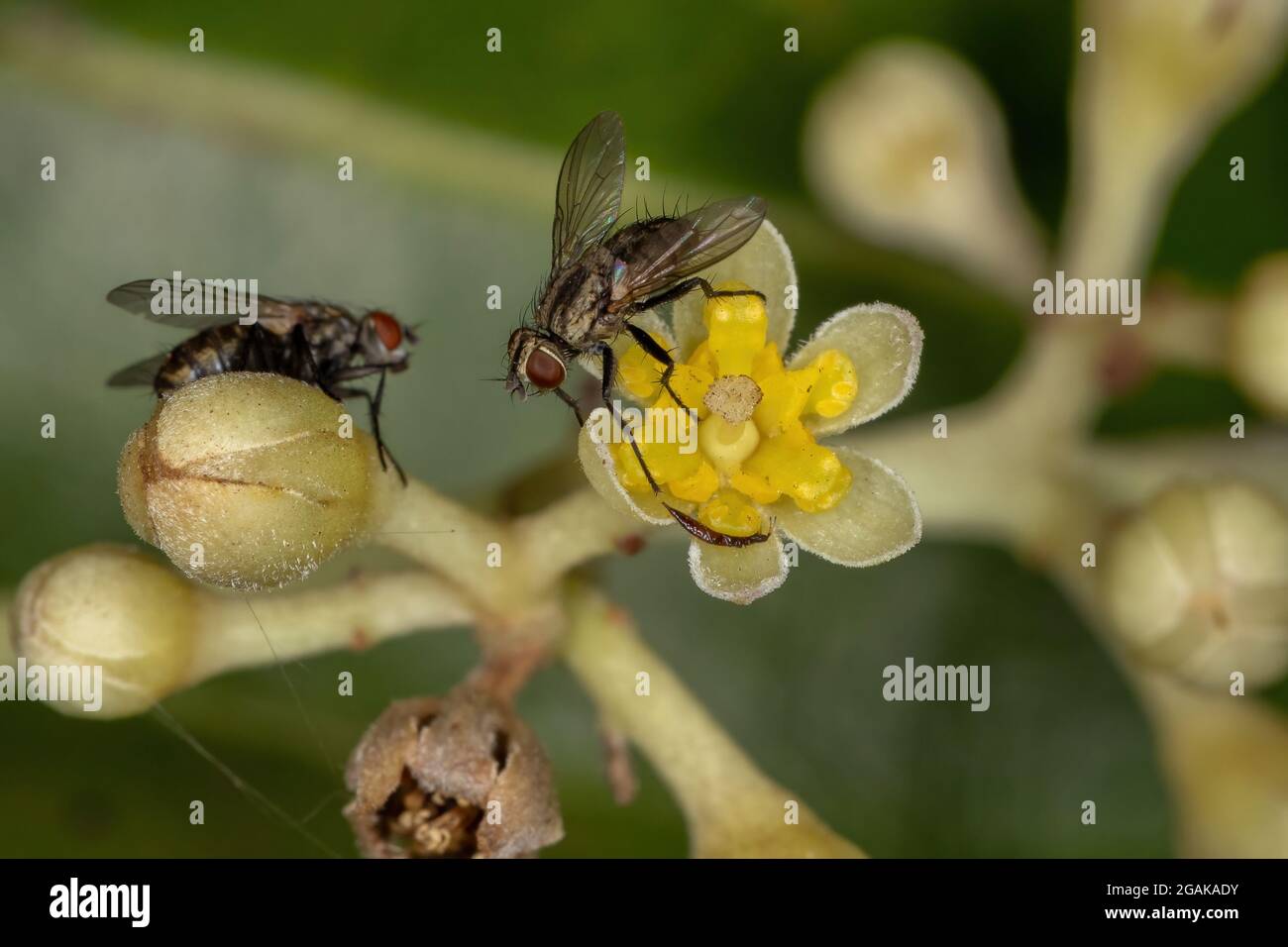 Adult Bristle Fly of the Family Tachinidae on cinnamon flowers Stock ...