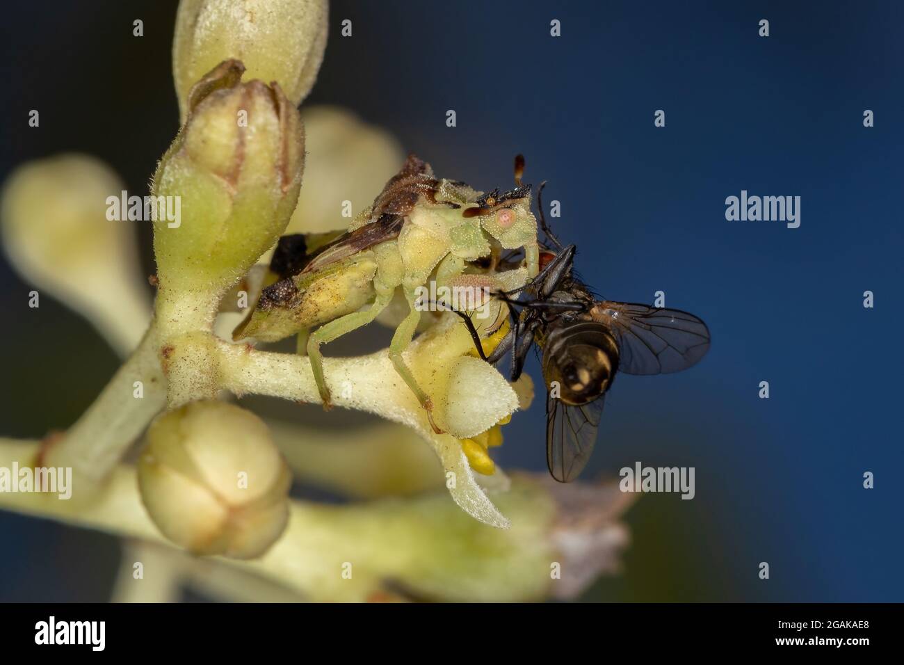 Subfamily phymatinae hi-res stock photography and images - Alamy
