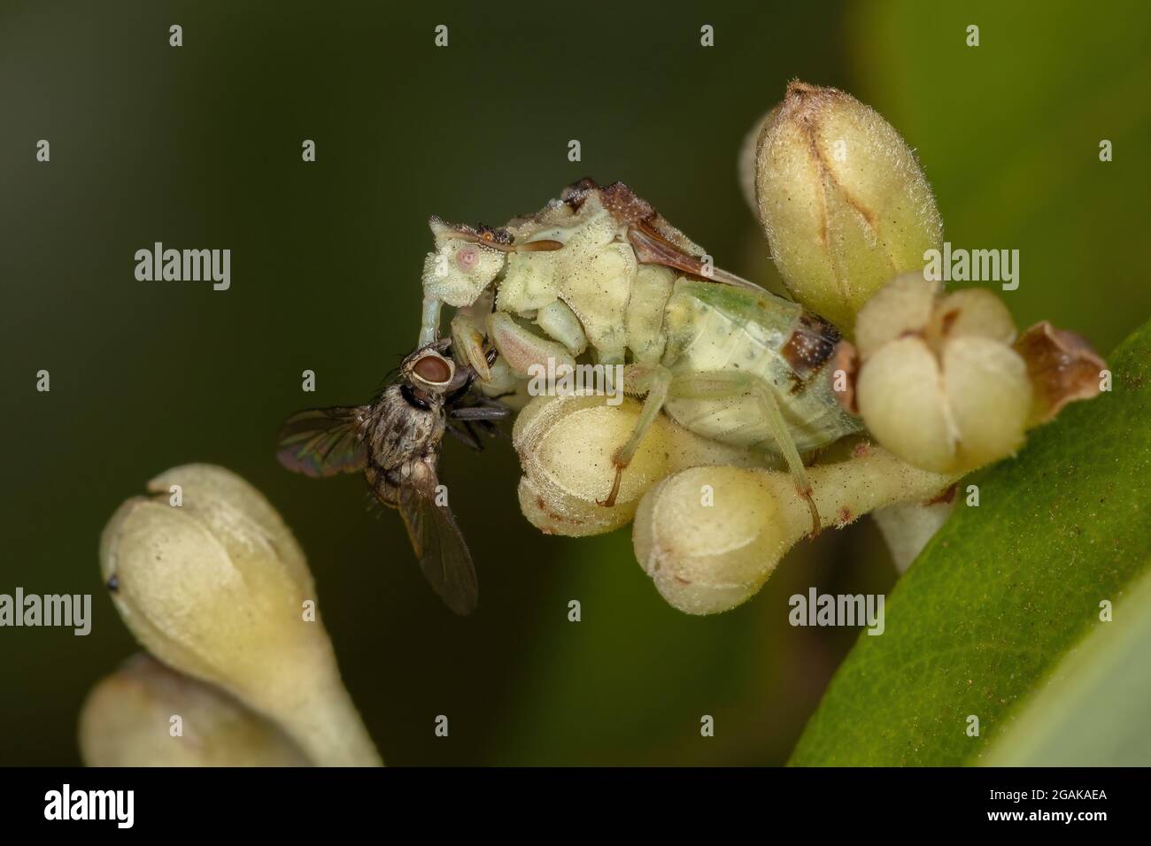 Assassin Bugs Camouflage High Resolution Stock Photography and Images ...