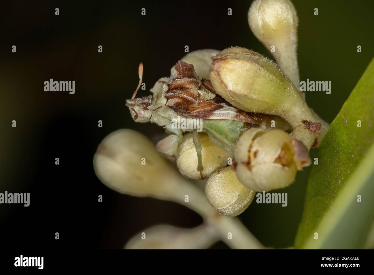 Adult Ambush Bug of the Subfamily Phymatinae on cinnamon flower buds ...