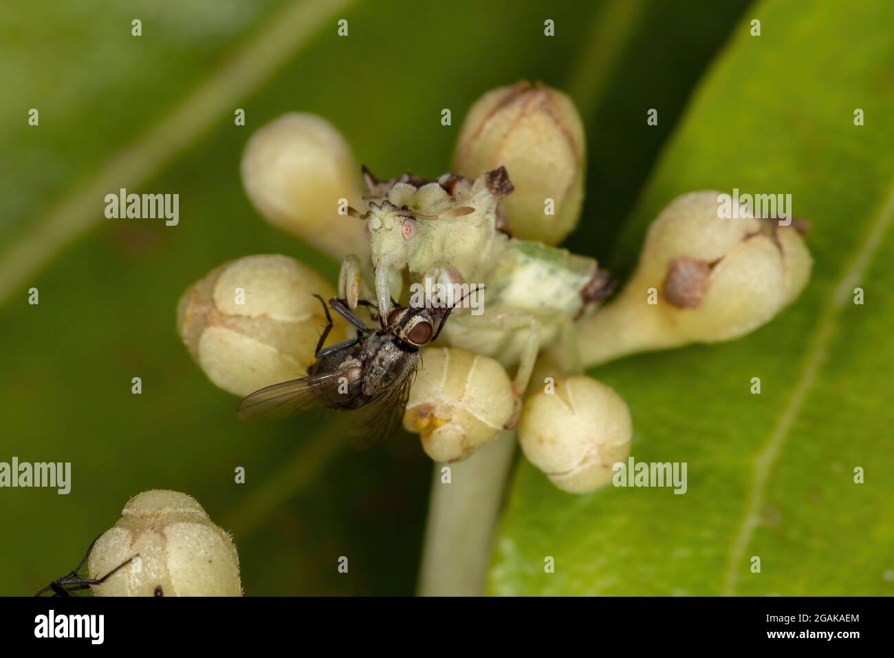 Adult Ambush Bug of the Subfamily Phymatinae on cinnamon flower buds ...