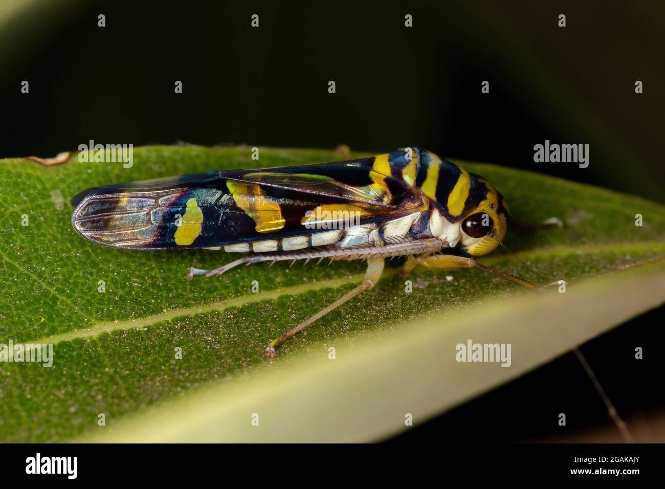 Adult Typical Leafhopper of the genus Dilobopterus Stock Photo - Alamy