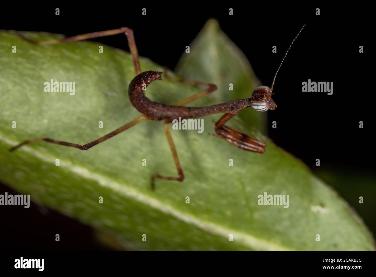Mantidae family hi-res stock photography and images - Alamy