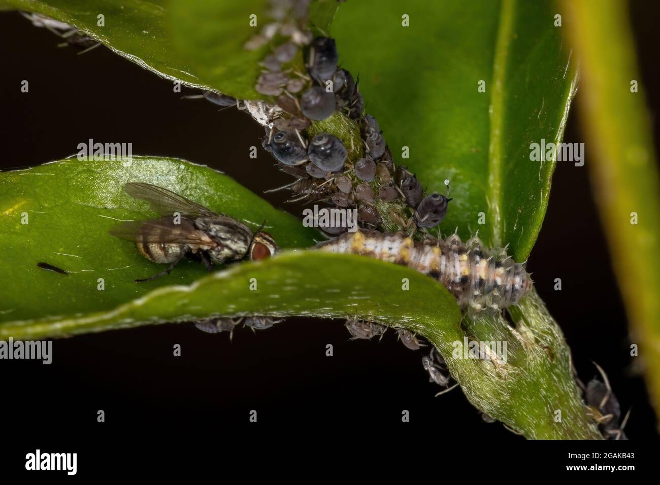 Small Black Aphids of the Family Aphididae Stock Photo - Alamy